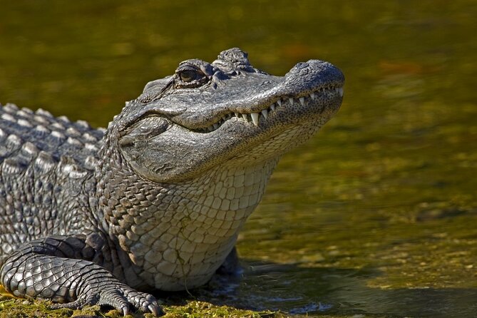 Full-Day Oak Alley Plantation & Airboat Swamp w/Transfer - Why This Tour Is a Great Fit