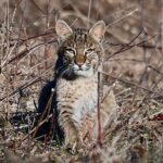 Full-Day Private Tour to Alligator River National Wildlife Refuge - What Sets This Tour Apart?