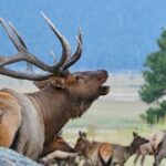 Full-Day RMNP Over the Top Tour - RMNPhotographer - Why This Tour is Worth It