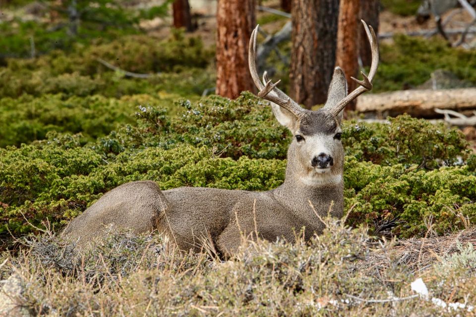 Full-Day RMNP Over the Top Tour - RMNPhotographer - Frequently Asked Questions