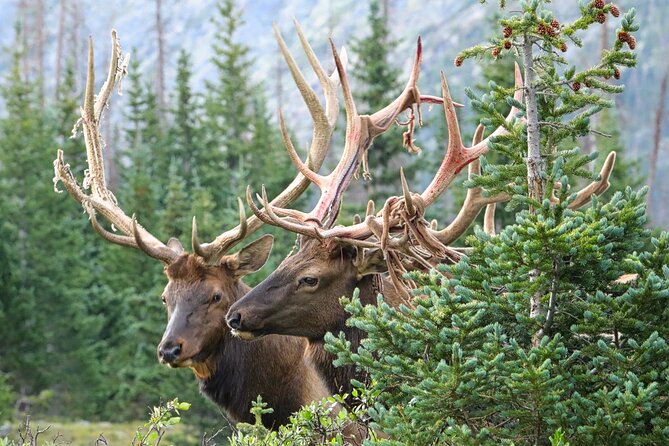 Full-Day Rocky Mountain National Park "Over The Top Tour" - RMNPhotographer - Who Will Love This Experience?