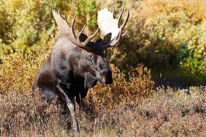 Full-Day Rocky Mountain National Park "Over The Top Tour" - RMNPhotographer - The Sum Up