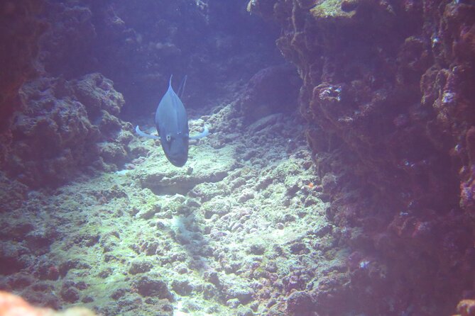 Full Day Scuba Dive Off The Na Pali Coast, Kauai-Mana Crack - Key Points
