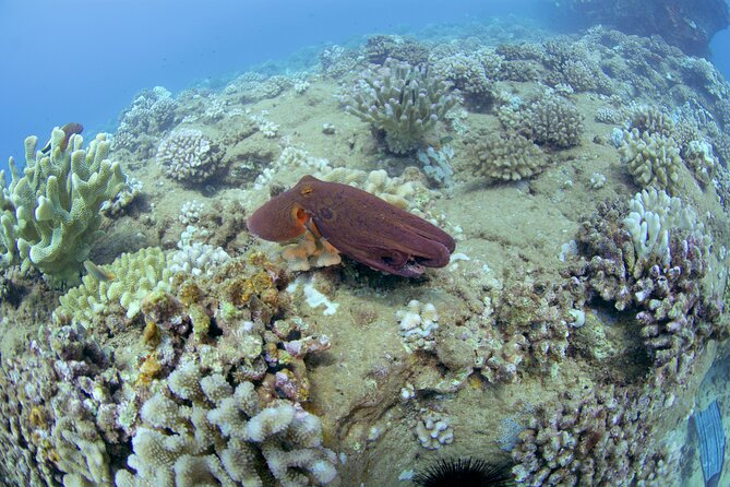 Full Day Scuba Dive Off The Na Pali Coast, Kauai-Mana Crack - An In-Depth Look at the Kauai Mana Crack Adventure