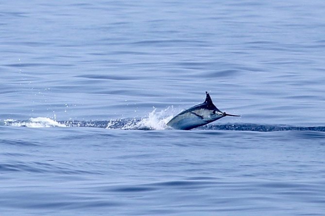 Full Day Sportsman/Enthusiast Charter - The Practicalities: Booking, Duration, and Cost