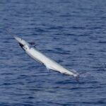 Full Day Sportsman/Enthusiast Charter - Who Will Love This Experience?