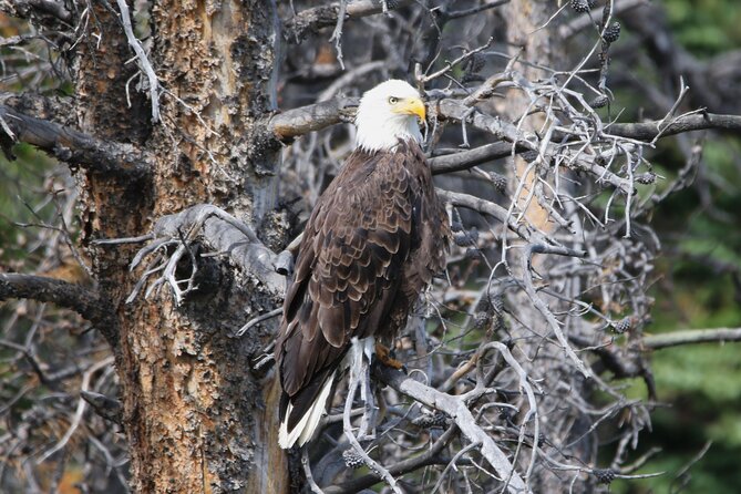 Full Day Tour in Rocky Mountain National Park Lunch Included - Final Thoughts