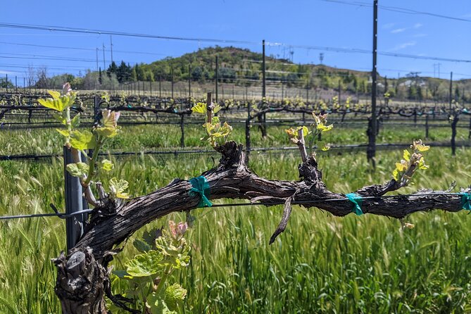 Full-Day Tour of Rogue Valley Wineries - Key Points