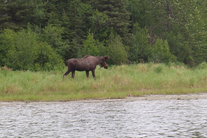 Full-Day Upper Kenai River Guided Fishing Trip - The Sum Up