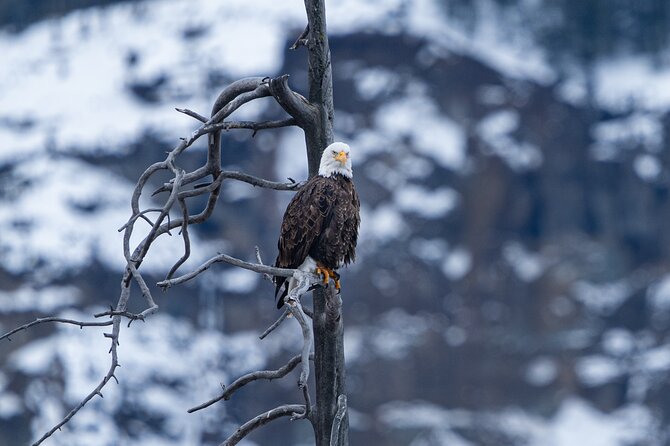 Full Day Wildlife Photography Tour In Yellowstone National Park - The Itinerary Breakdown: What to Expect