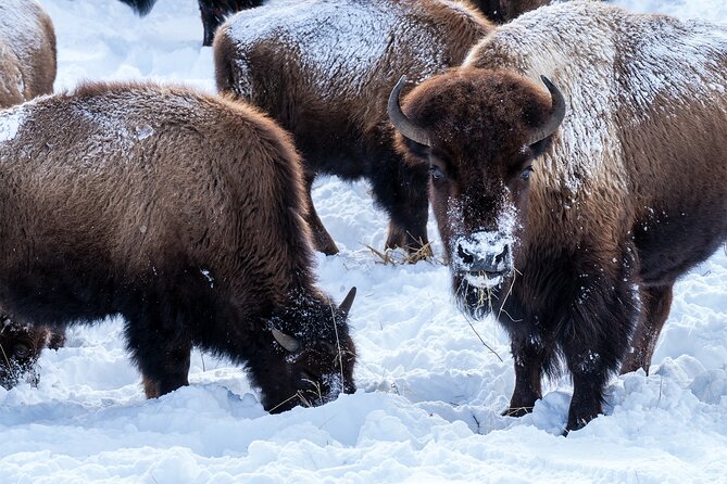 Full Day Wildlife Photography Tour In Yellowstone National Park - What Makes This Tour Valuable?