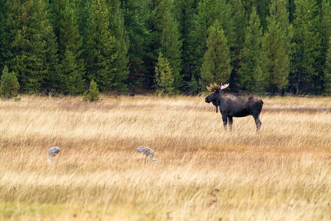 Full Day Wildlife Photography Tour In Yellowstone National Park - The Experience in Review: What Past Guests Say