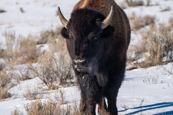 Full Day Wildlife Photography Tour In Yellowstone National Park - Who Would Love This Tour?