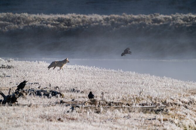 Full Day Wildlife Photography Tour In Yellowstone National Park - Final Thoughts