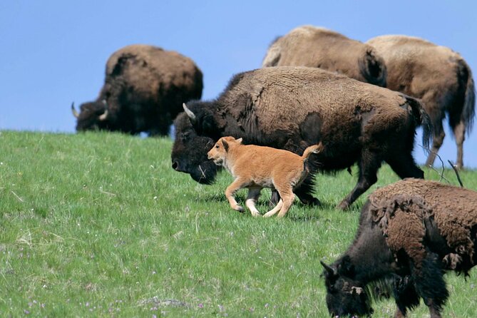Full Day Wildlife Tour in Yellowstone Lamar Valley to Canyon - Key Points