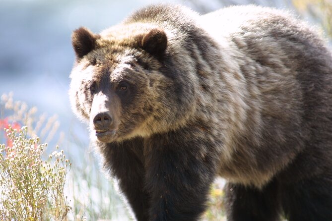 Full Day Wildlife Tour in Yellowstone Lamar Valley to Canyon - Is It Worth the Price?