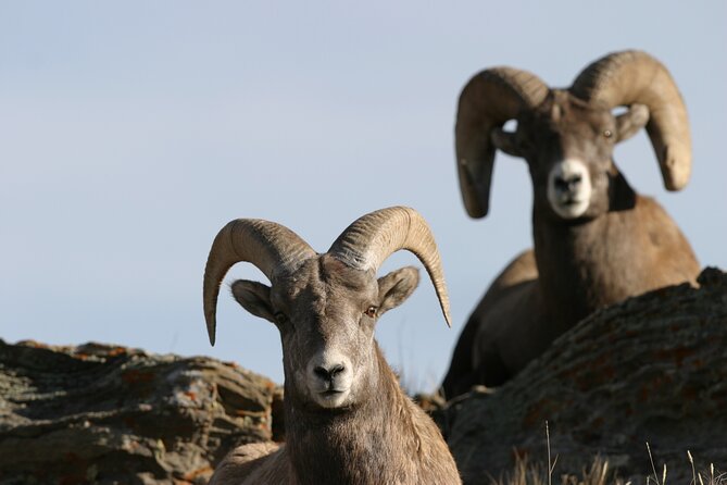 Full Day Wildlife Tour in Yellowstone Lamar Valley to Canyon - Final Thoughts