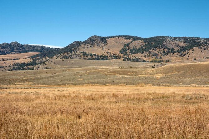 Full Day Wildlife Tour in Yellowstone Lamar Valley to Canyon - FAQ