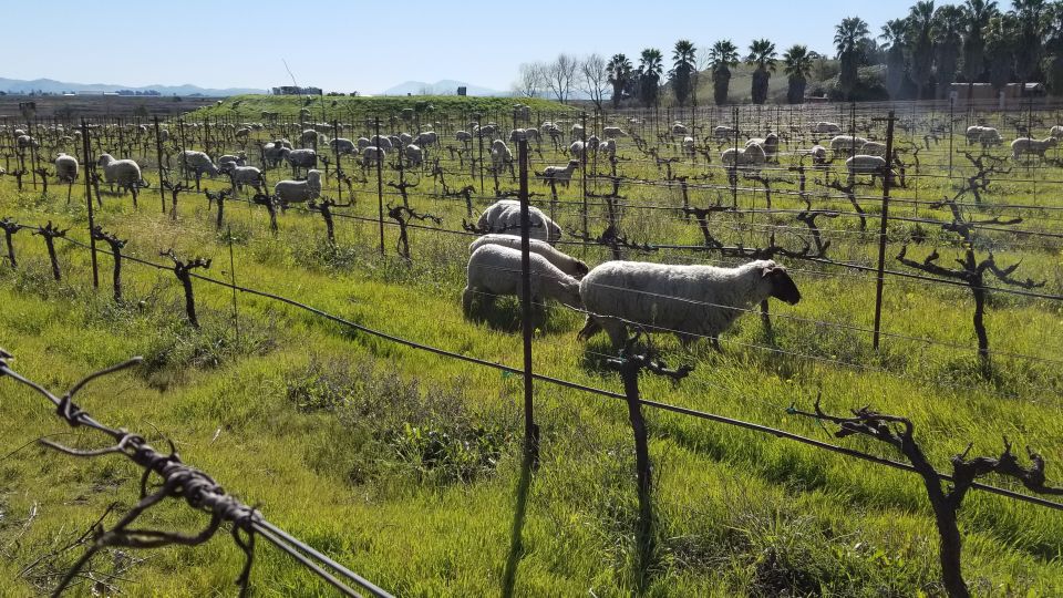 Full-Day Wine Tour to Napa & Sonoma 3 Tastings Included - Who Will Love This Tour?