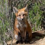 Full day Yellowstone The Volcano Lower Loop West Yellowstone - The Itinerary in Detail