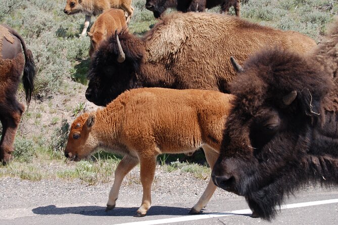 Full-Day Yellowstone Upper (Northern) Loop Tour - Exploring the Full-Day Yellowstone Upper (Northern) Loop Tour