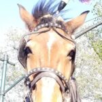 Full loop Private Horse Carriage Ride in Central Park 45 Minutes - What Reviewers Say About the Experience