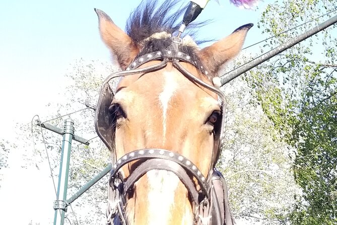 Full loop Private Horse Carriage Ride in Central Park 45 Minutes - What Reviewers Say About the Experience