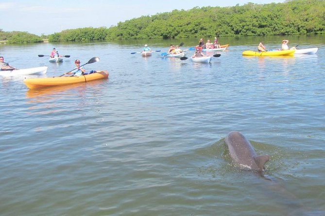 Fully Guided Kayaking Backwater Manatee and Dolphin Tour - Detailed Experience Breakdown