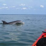 Fully Guided Kayaking Backwater Manatee and Dolphin Tour - The Sum Up