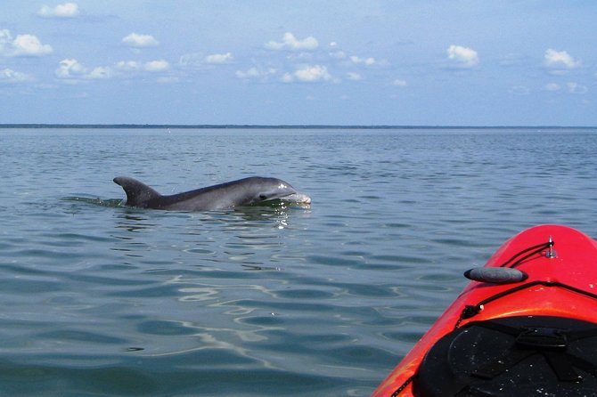 Fully Guided Kayaking Backwater Manatee and Dolphin Tour - The Sum Up