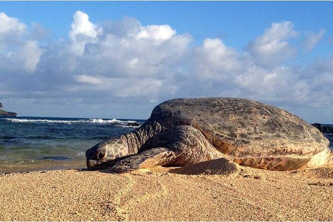 FUV Self Guided Island Adventure Tour - Practical Details and Considerations