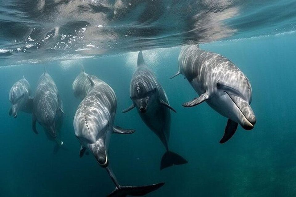 Galveston: Dolphin Watching Boat Tour in Galveston Bay - Key Points