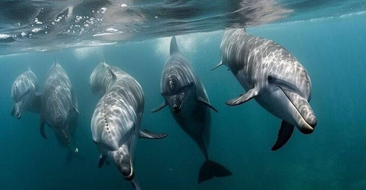 Galveston: Dolphin Watching Boat Tour in Galveston Bay - The Value and Practicalities