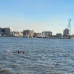 Galveston: Dolphin-Watching Cruise - Who Is This Tour Best For?