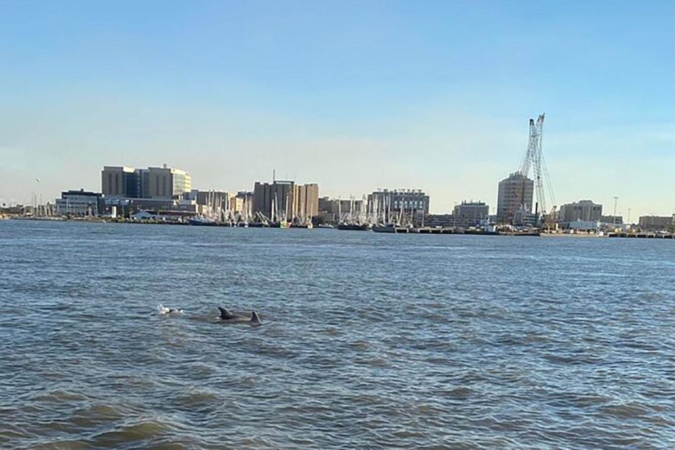 Galveston: Dolphin-Watching Cruise - Who Is This Tour Best For?