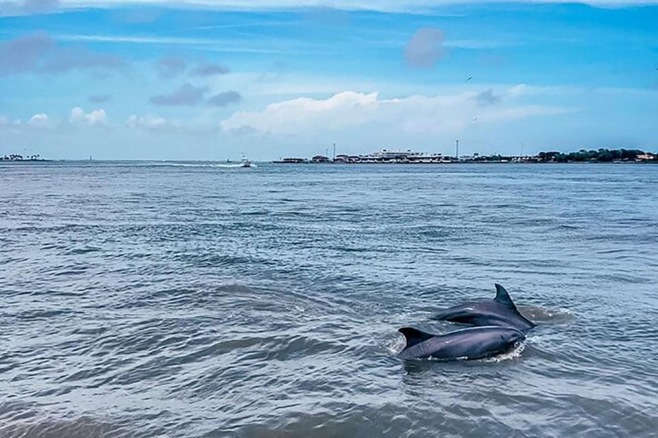 Galveston: Dolphin-Watching Cruise - Final Thoughts