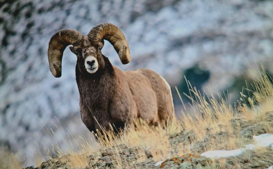Gardiner: Yellowstone National Park Half Day Guided Hike - An In-Depth Look at the Yellowstone Half-Day Guided Hike