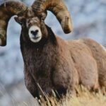 Gardiner: Yellowstone National Park Half Day Guided Hike - Why This Tour Offers Great Value