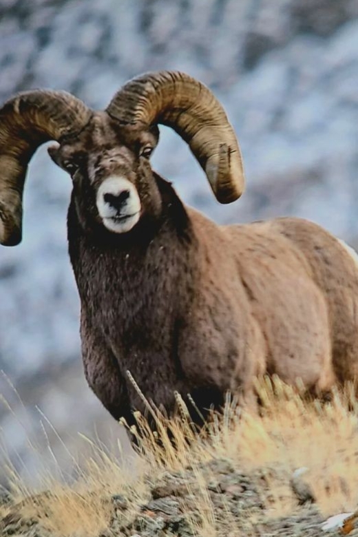 Gardiner: Yellowstone National Park Half Day Guided Hike - Why This Tour Offers Great Value