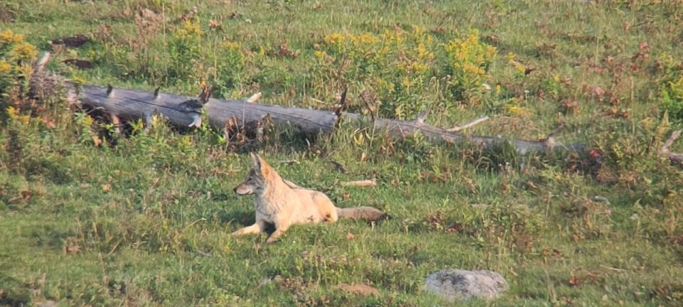 Gardiner: Yellowstone National Park Half Day Guided Hike - Final Thoughts: Is It Worth It?