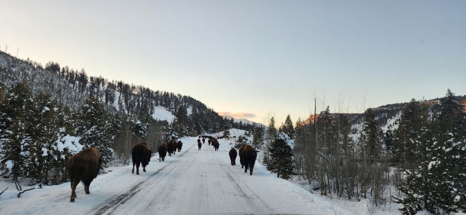 Gardiner: Yellowstone National Park Wildlife Guided Tour - Why This Yellowstone Wildlife Tour Stands Out