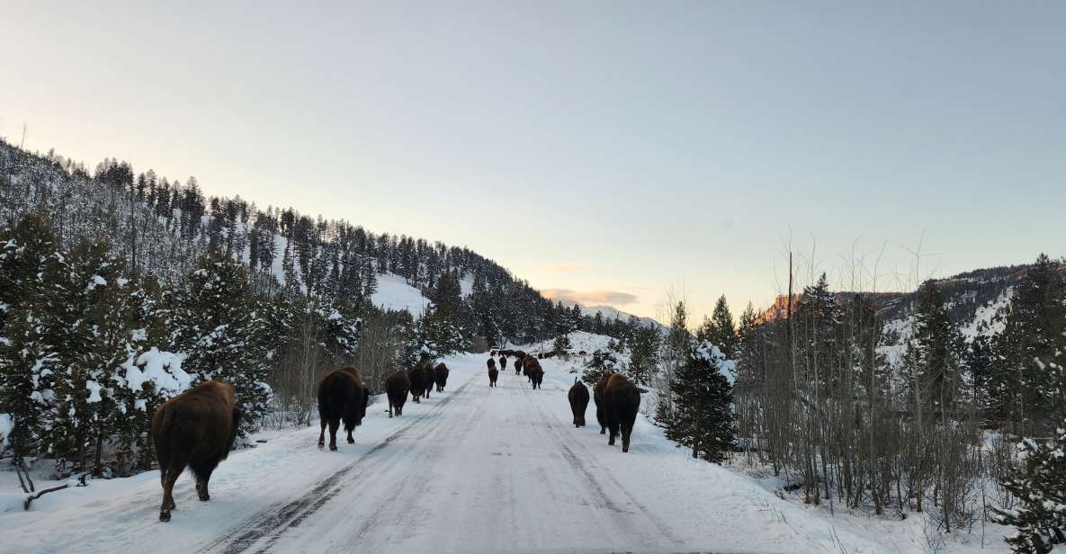 Gardiner: Yellowstone National Park Wildlife Guided Tour - Your 7-Hour Yellowstone Wildlife Experience