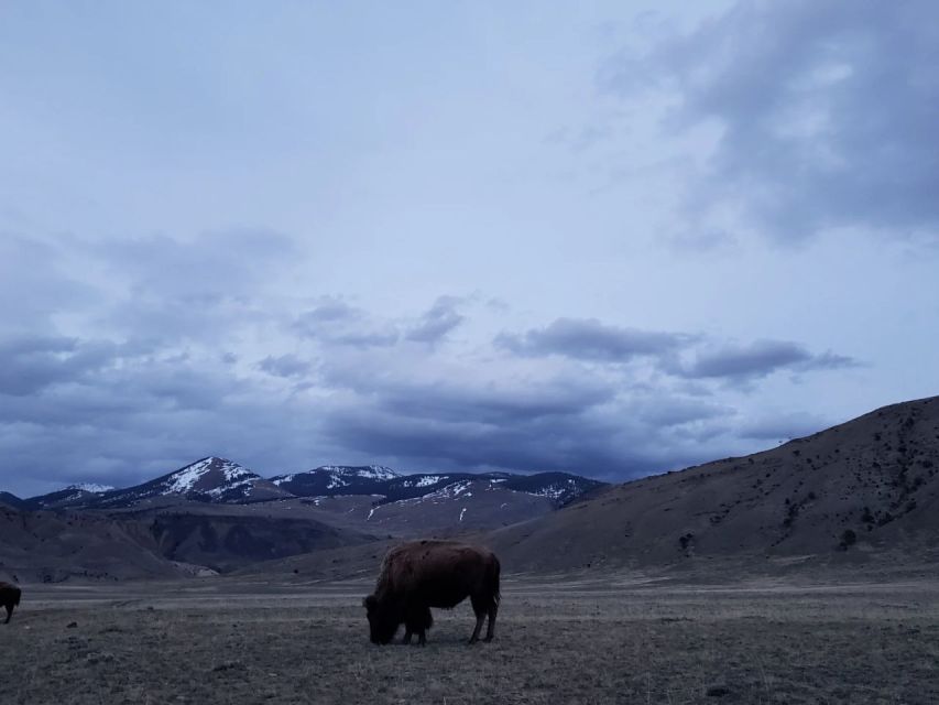 Gardiner: Yellowstone National Park Wildlife Guided Tour - Final Thoughts: Is It Worth It?