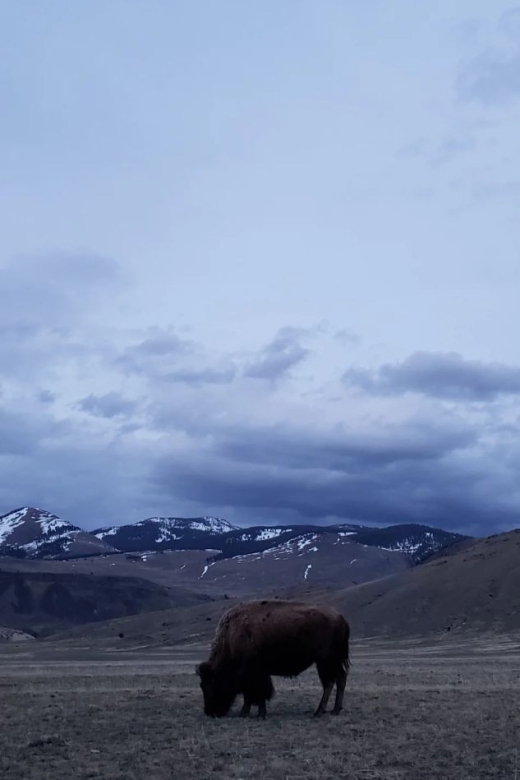 Gardiner: Yellowstone National Park Wildlife Guided Tour - Practical Next Steps