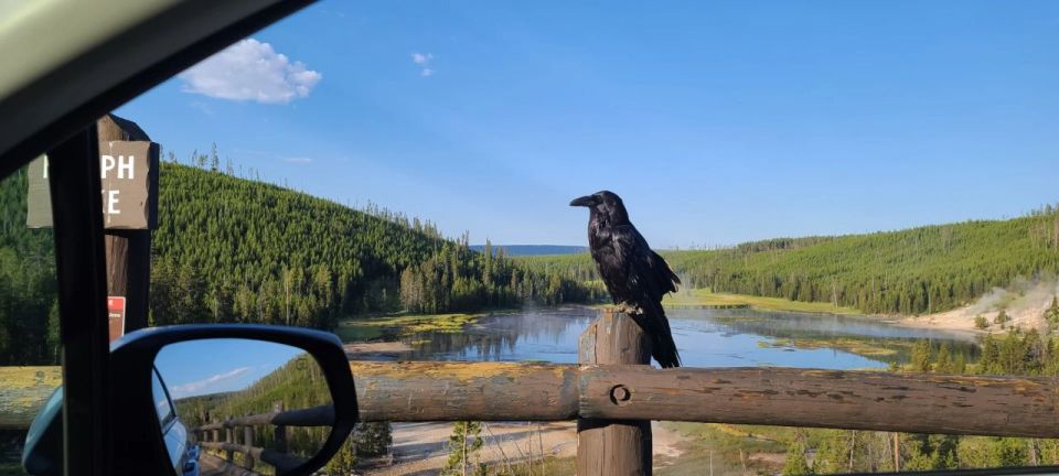 Gardiner: Yellowstone National Park Wildlife Guided Tour - FAQ