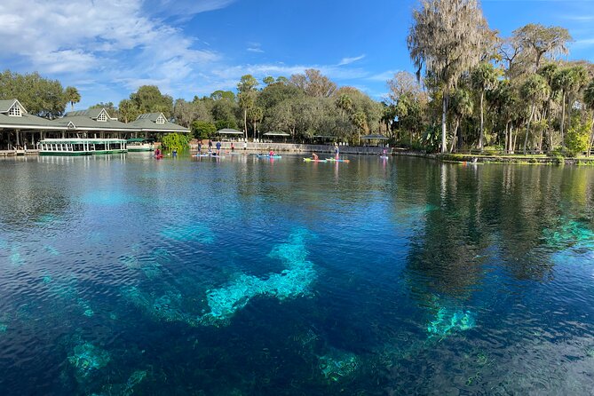 Gator Viewing Clear Kayak Springs Tour - In-Depth Look at the Experience
