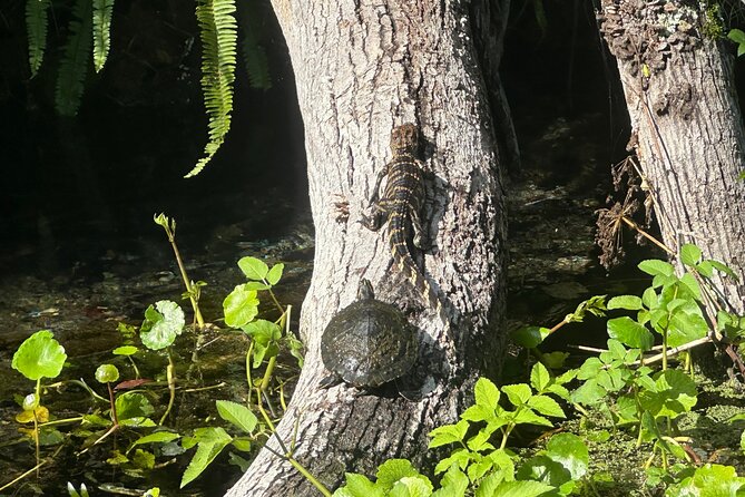 Gator Viewing Clear Kayak Springs Tour - Who Would Love This Tour?