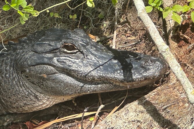 Gator Viewing Clear Kayak Springs Tour - FAQ
