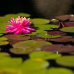 General Admission to Denver Botanic Gardens Ticket - FAQs