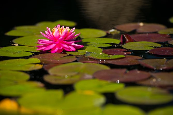 General Admission to Denver Botanic Gardens Ticket - FAQs
